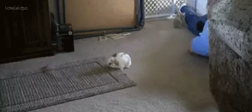 jumps Rabbit