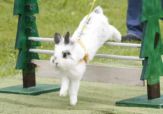 Training Rabbit.