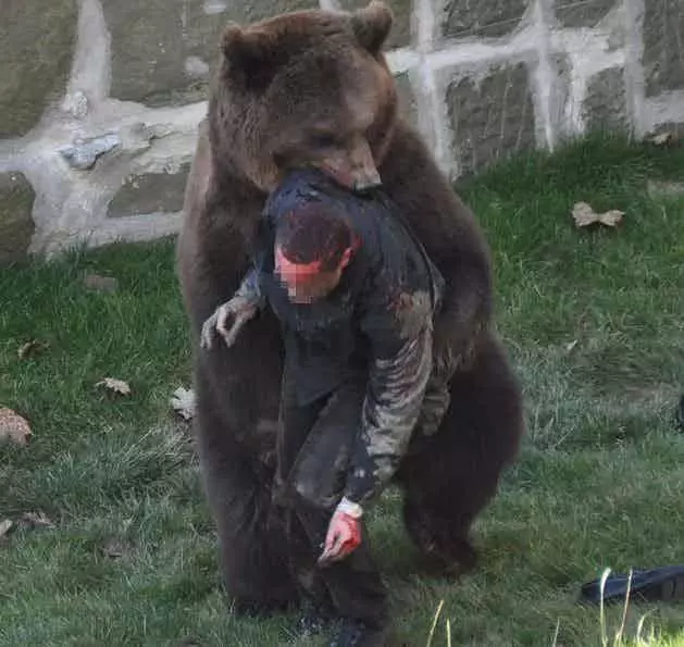 Beruang menyerang seorang pria di kebun binatang
