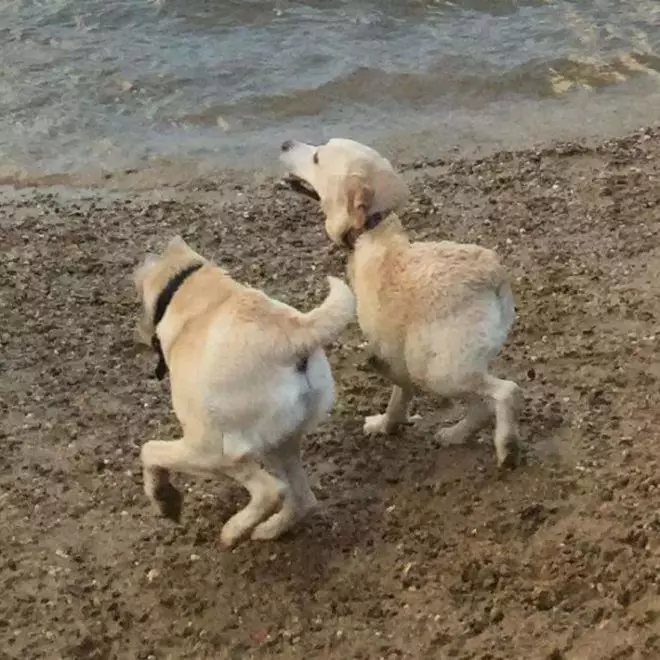 Biz Headless köpek görmek taýýar däldi