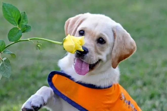 कुत्रा आणि फूल