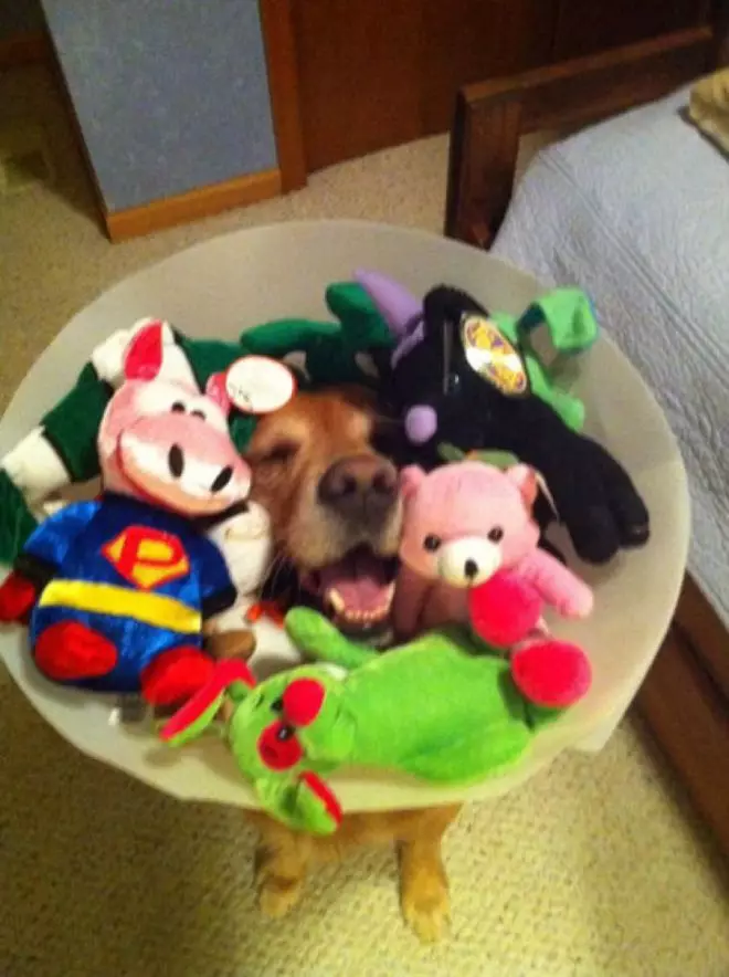 Hond in speelgoed