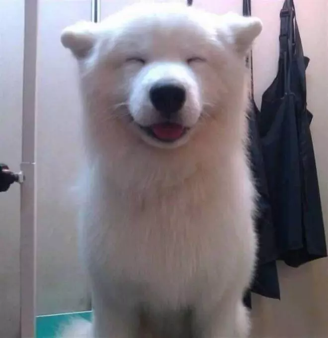 Lycklig hund