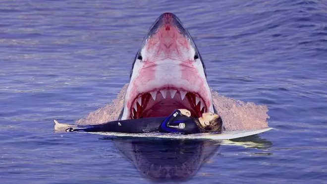 Falsch und Wahrheit über Hai-Angriff - 15 Fakten