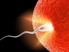 what happens after the penetration of the sperm in the egg