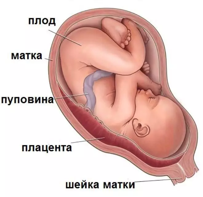 Chii chinonzi placenta, kuvharirwa kwePlacenta munguva yekutanga yekuzvitakura, kufanotaura kwematunhu kweiyo placenta? 23674_3