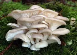 Mushrooms Gewichten foardielen en skea