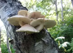 Oyster mushrooms than helpful