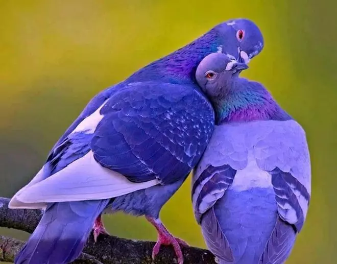 Las aves más fieles.