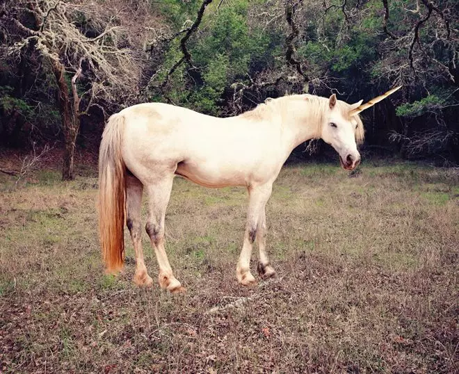 Stellt Iech just den Unicorn vir