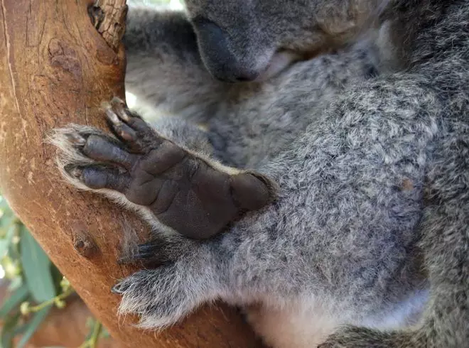 Koala tek kişidir