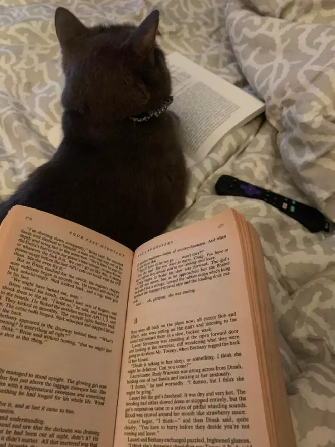 Pisica si cartea