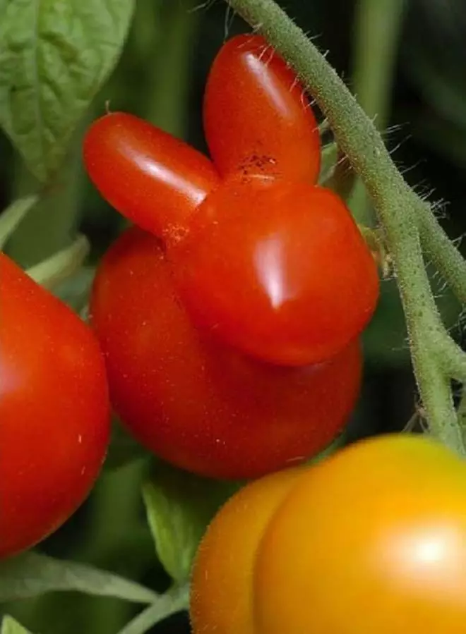 Que serían tales tomates creceron masivamente para os defensores