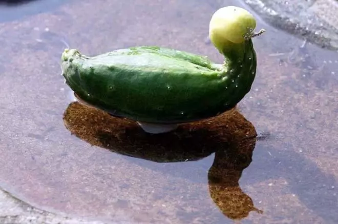 Que un gracioso pato-pepino