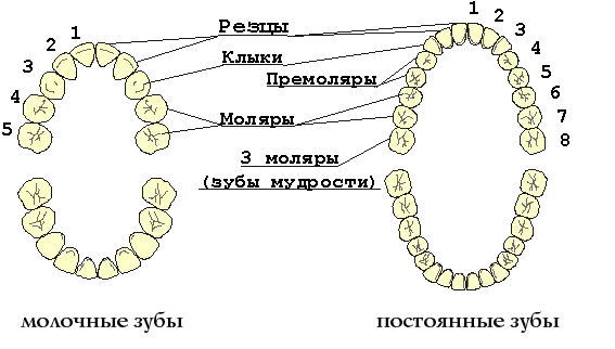 ළමුන් තුළ දත් වෙනස් වන්නේ කුමක් ද?