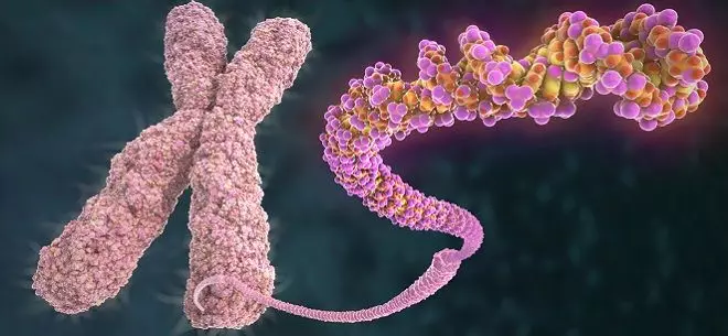 Kio estas DNA (deoxyribonucleic acido) kun simplaj vortoj? DNA kaj RNA-funkcioj 25514_3