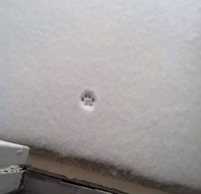 חתול שלג