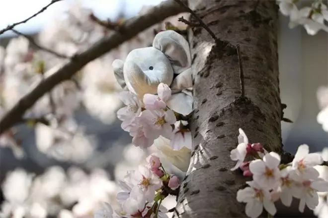 Sakura Flowering- ի ընթացքում նայեց Japan ապոնիայում