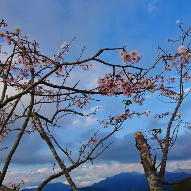 Sakura a Japan - de normale Bam a kee begeeschtert