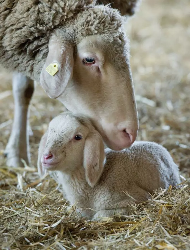 Todas las madres son las mismas.