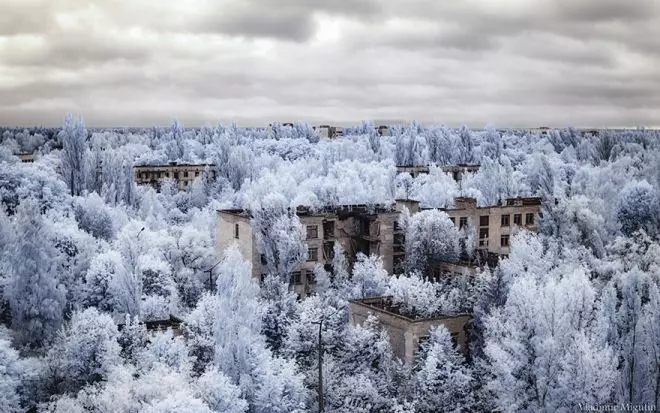 Schneebedeckte Bäume