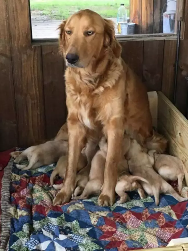 Ech briechen net op d'Hoerfra