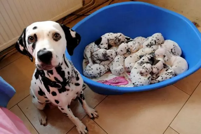 101 Dalmatians.