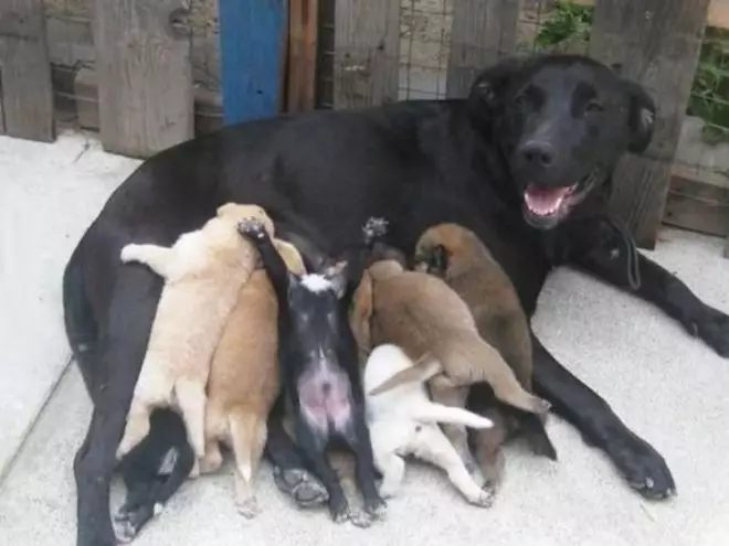 Almoço retornado