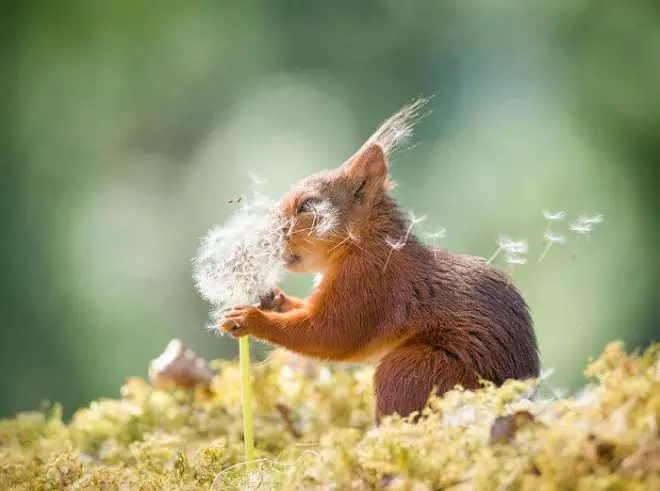 Squirrel uye voikukka