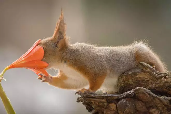 Squirrel sniffs ruva