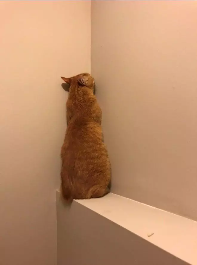 Cat in the corner