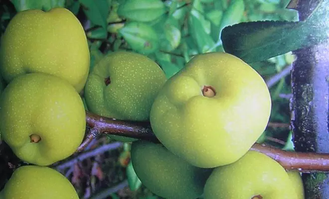 Iiva - Voordelen en schade aan gezondheidseigenschappen van gekookt fruit en fruitzaden 28733_2