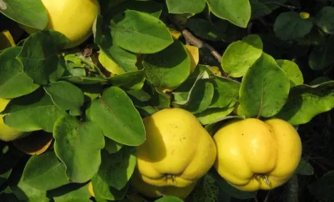 Iiva - Voordelen en schade aan gezondheidseigenschappen van gekookt fruit en fruitzaden 28733_3