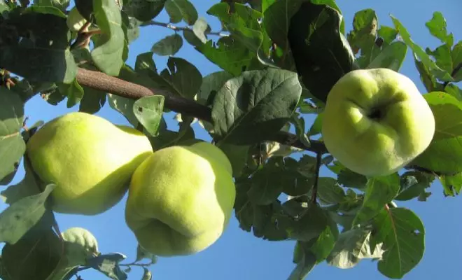 Iiva - Voordelen en schade aan gezondheidseigenschappen van gekookt fruit en fruitzaden 28733_6