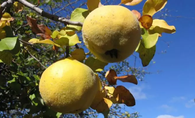 Iiva - Voordelen en schade aan gezondheidseigenschappen van gekookt fruit en fruitzaden 28733_8