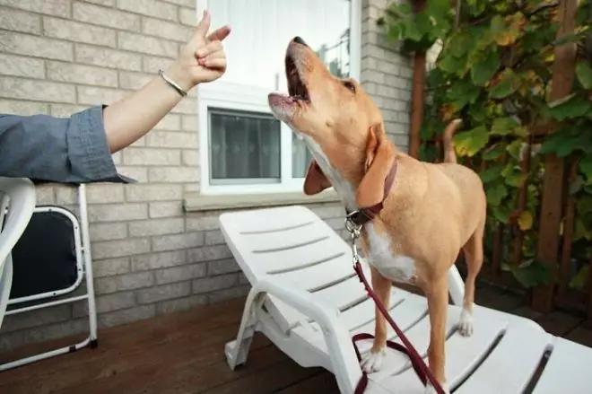 Detetive de cachorro com a capacidade de olhar