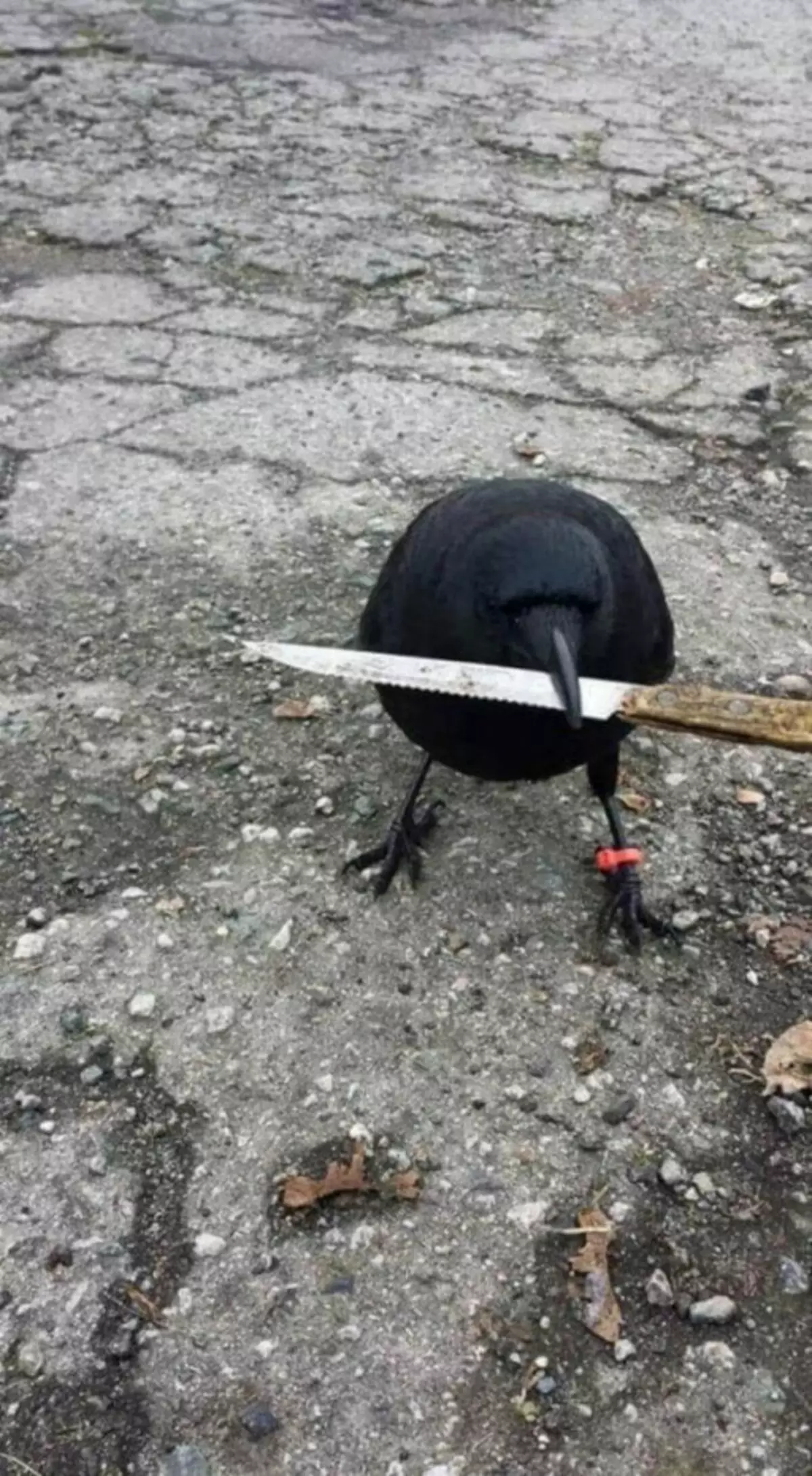 एक चक्कु संग crow