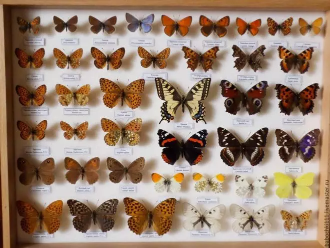 Colección de mariposas