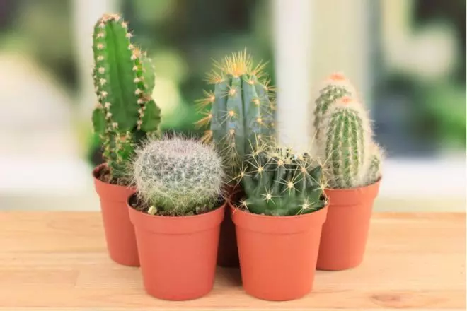 cacti