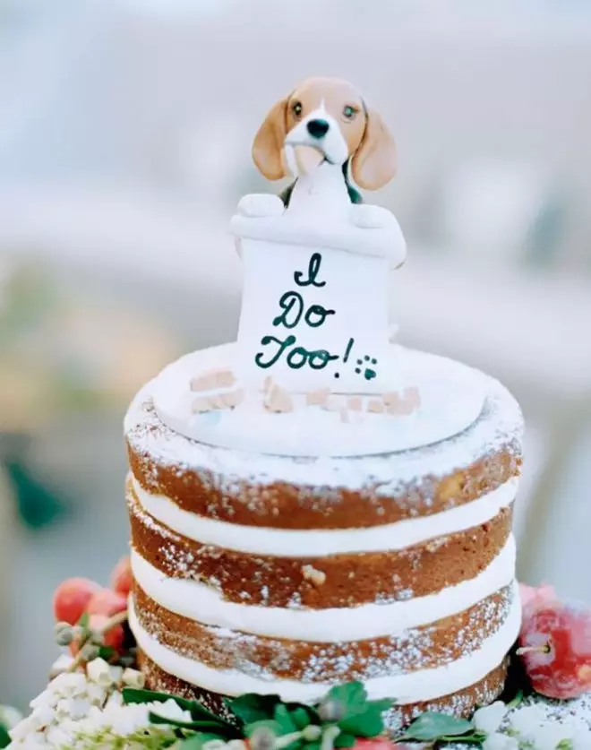 Beagle uz kūka