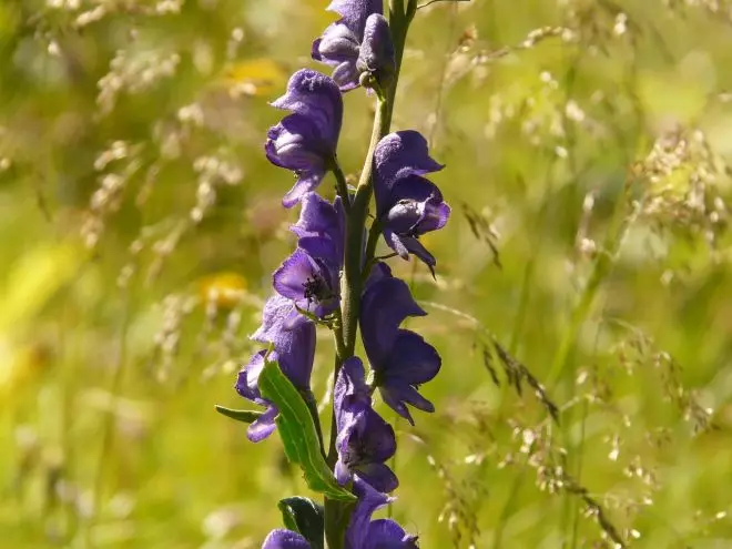 Aconite.