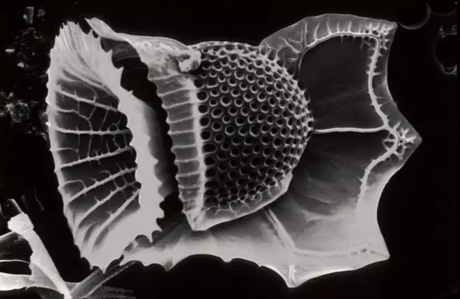 Maitotoxin.