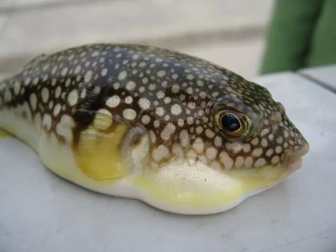 Fiskur fugu.