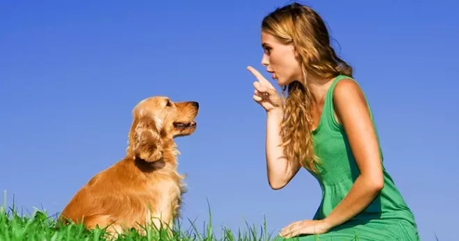 Treinamento para cães - Por que ensinar ordem animal e equipes, métodos básicos e regras de treinamento