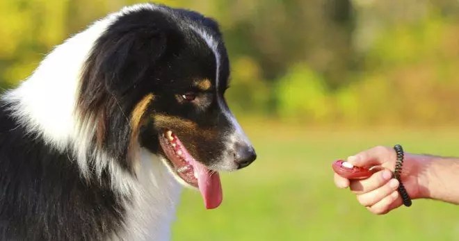 Treinamento para cães - quais equipes são mais fáceis de ensinar, munições úteis para treinamento e dicas para vestidos em casa 30888_3