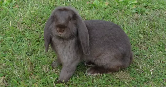 Los conejos se reproducen ram - variedades y características de los contenidos