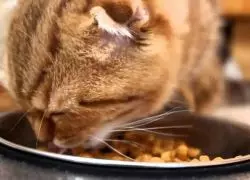 SUPER-PREMIUM CAT Feed - Ocena