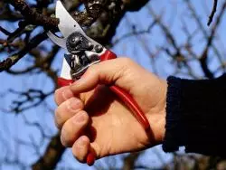 SHOKATOR FOR CRINING Trees