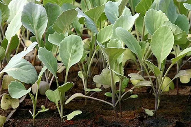 Brokoli - rritje dhe kujdes në kopsht 31203_10