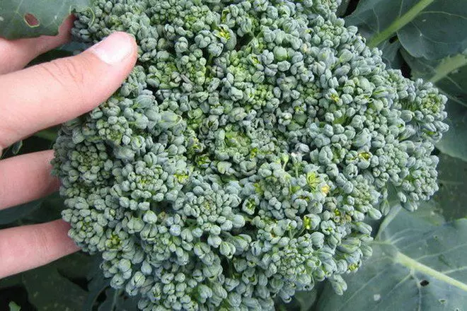 Brokoli - di baxçê de mezin dibe 31203_13